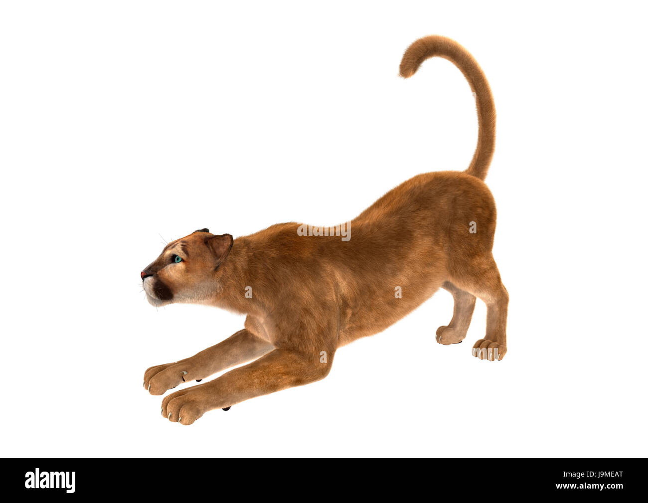 3D rendering of a big cat puma isolated on white background Stock Photo ...