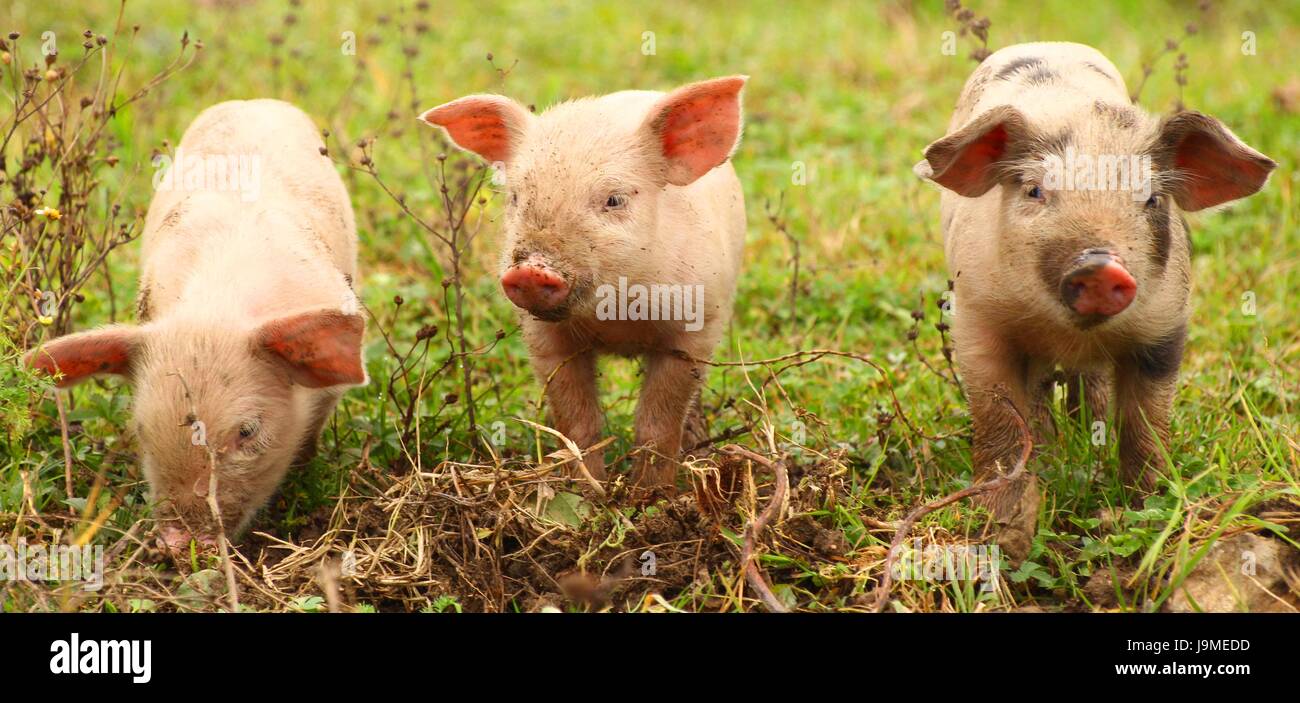 The three little pigs story hi-res stock photography and images - Alamy