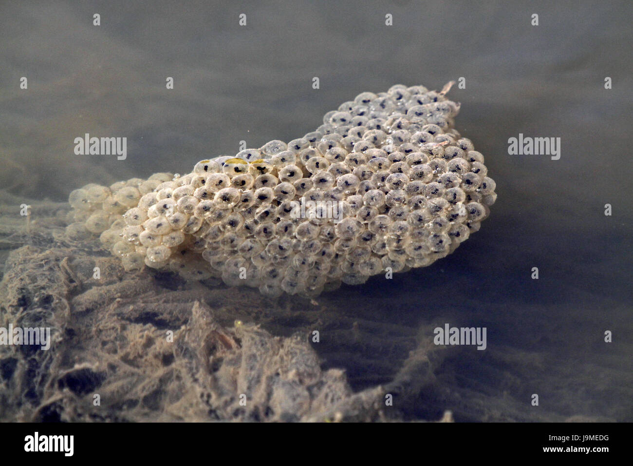 eggs, spawn, fresh water, pond, water, slippery, eggs, spawn ...