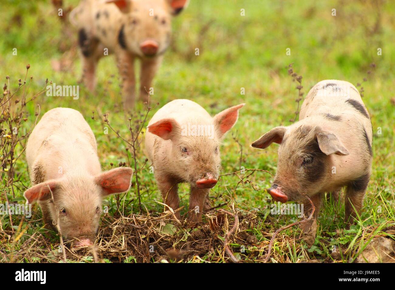 Cute little piglets Stock Photo - Alamy