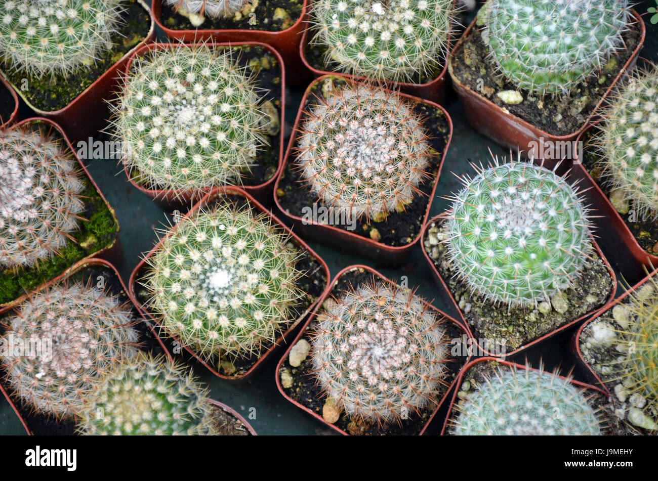 Pots of mini cactus plants Stock Photo - Alamy