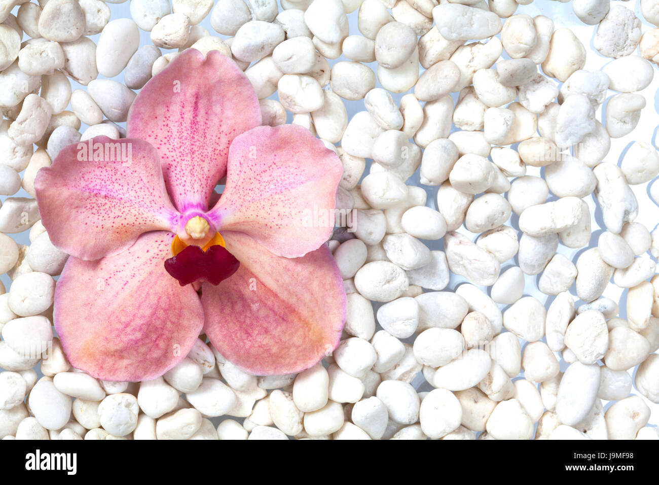 Orange orchids on a stone background Stock Photo - Alamy