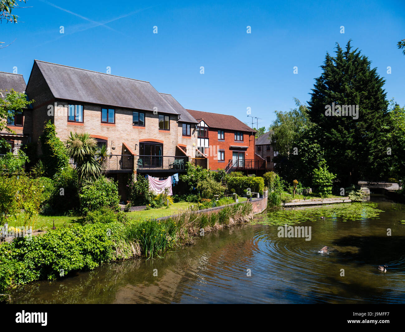 Heron Island, Caversham. River Thames, Reading, Berkshire, UK, GB Stock ...