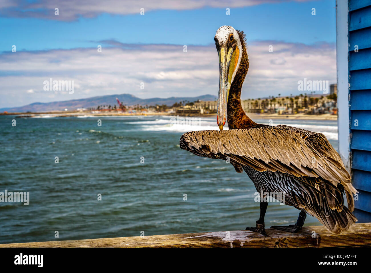 A pelican staring me down on a southern California pier, he won Stock ...