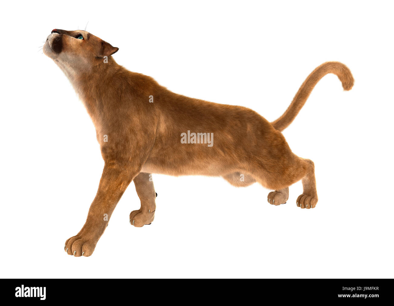 3D rendering of a big cat puma isolated on white background Stock Photo ...