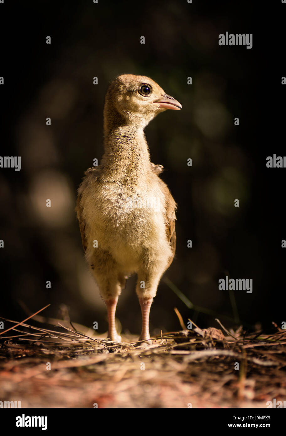 Peacock chick hi-res stock photography and images - Alamy