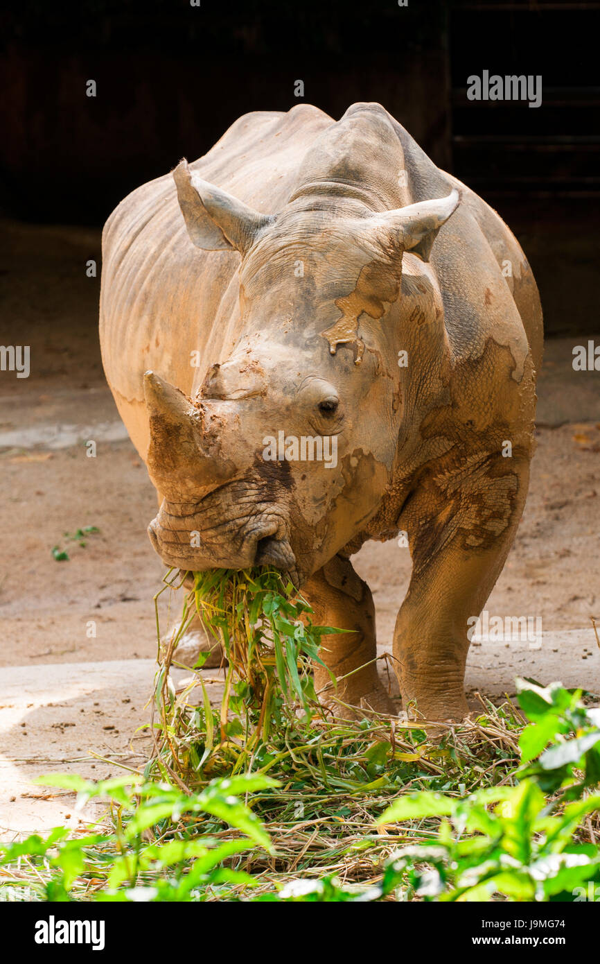 White rhinoceros eating Stock Photo - Alamy