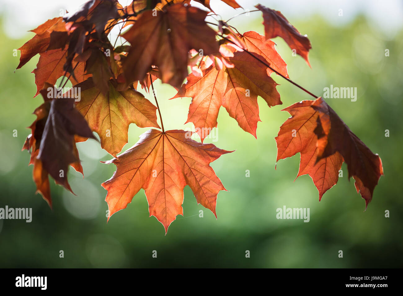 Translucent leaves hi-res stock photography and images - Alamy