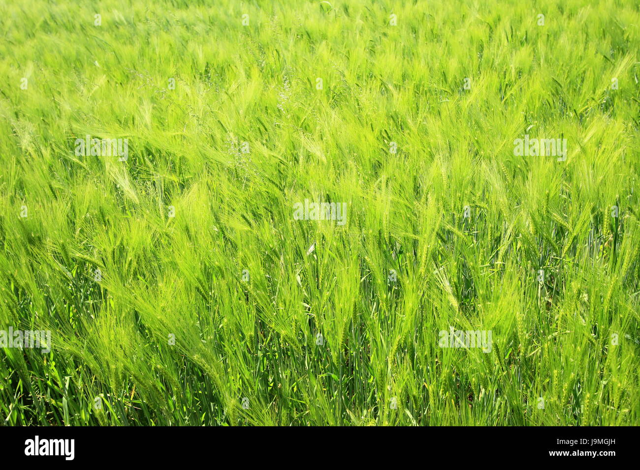 green, field, acre, grain field, barley, backdrop, background, grain ...