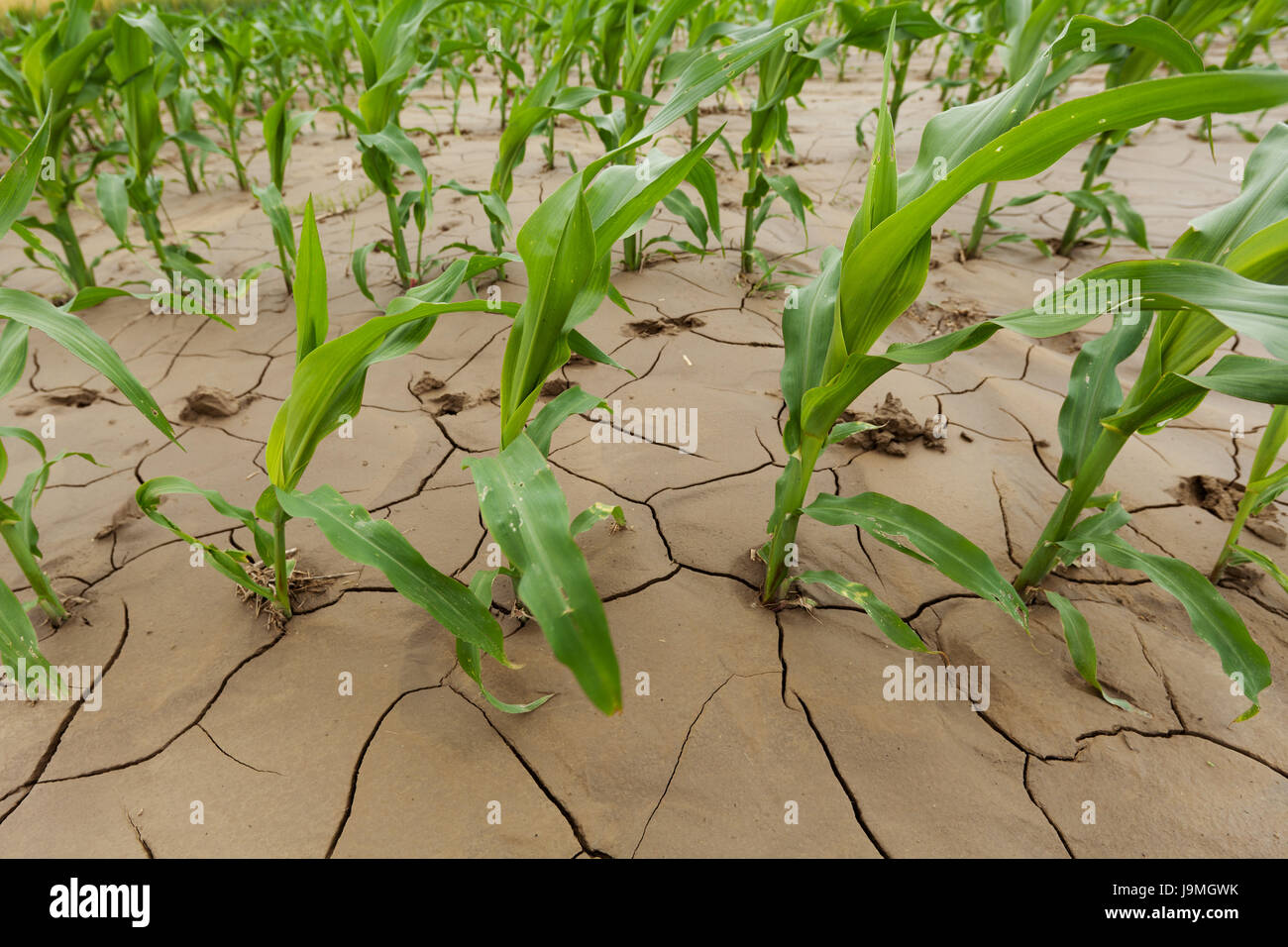 agriculture, farming, corn, agriculture, farming, useful plant, dryness ...