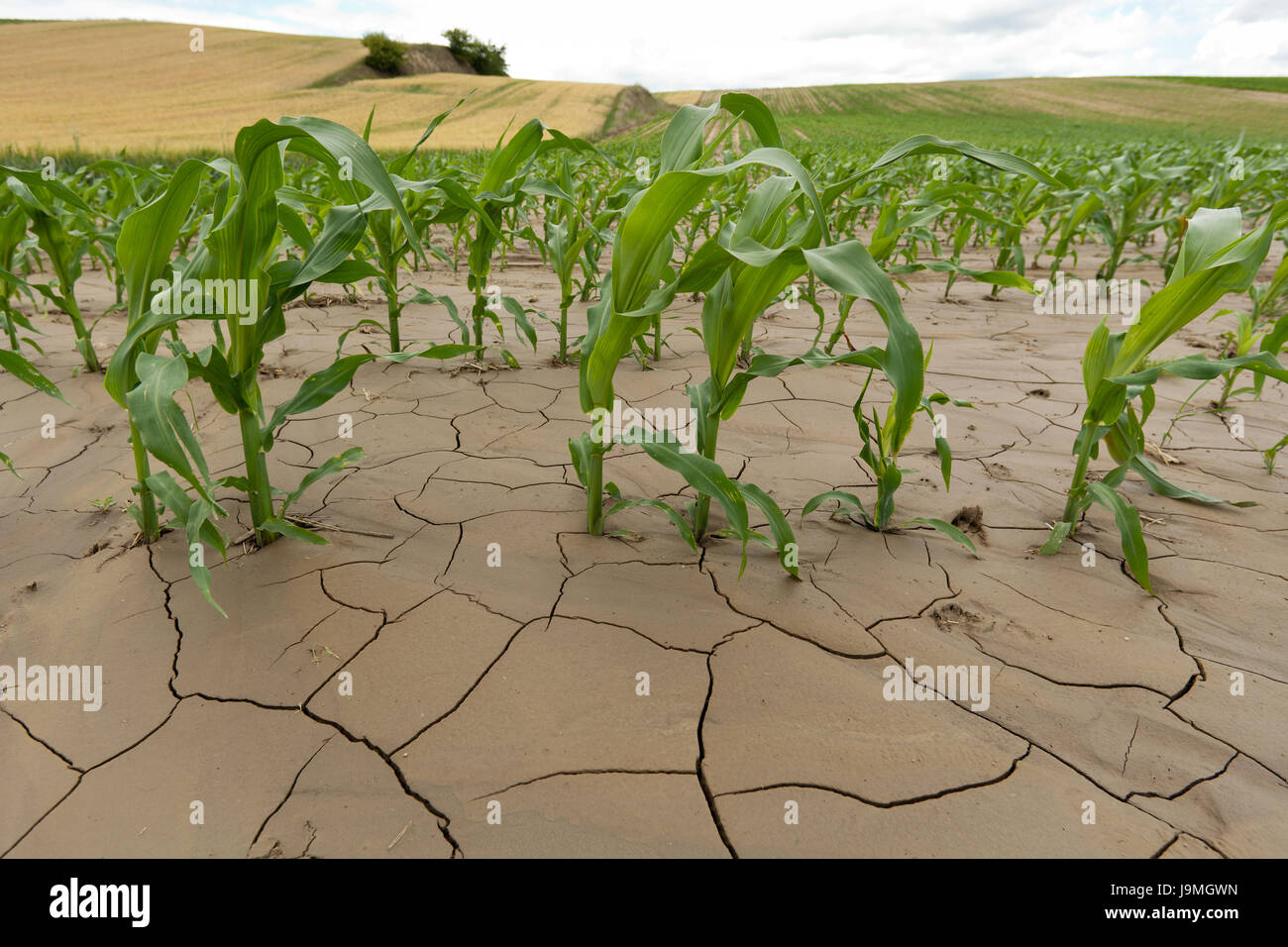 agriculture, farming, corn, agriculture, farming, useful plant, dryness ...