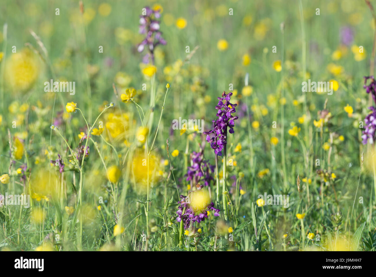 Green winged orchid - Orchis morio, in a meadow Stock Photo - Alamy