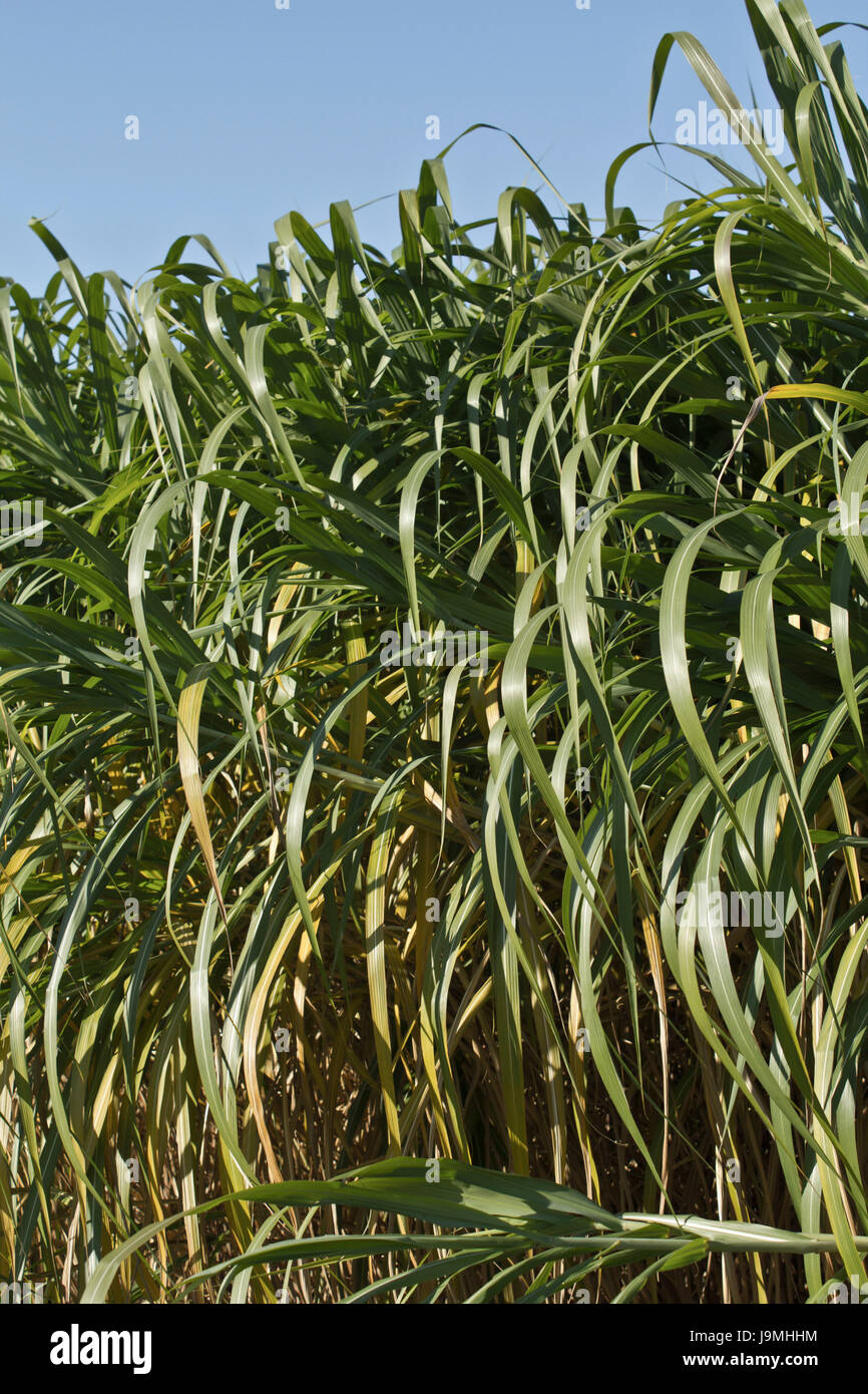 Harvest of elephant grass hi-res stock photography and images - Alamy