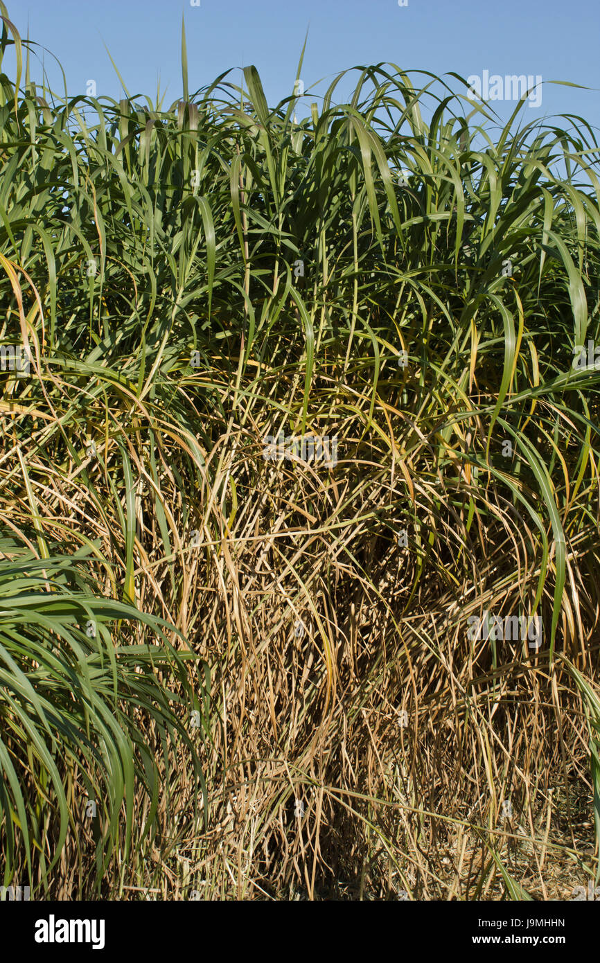 Harvest elephant grass hi-res stock photography and images - Alamy