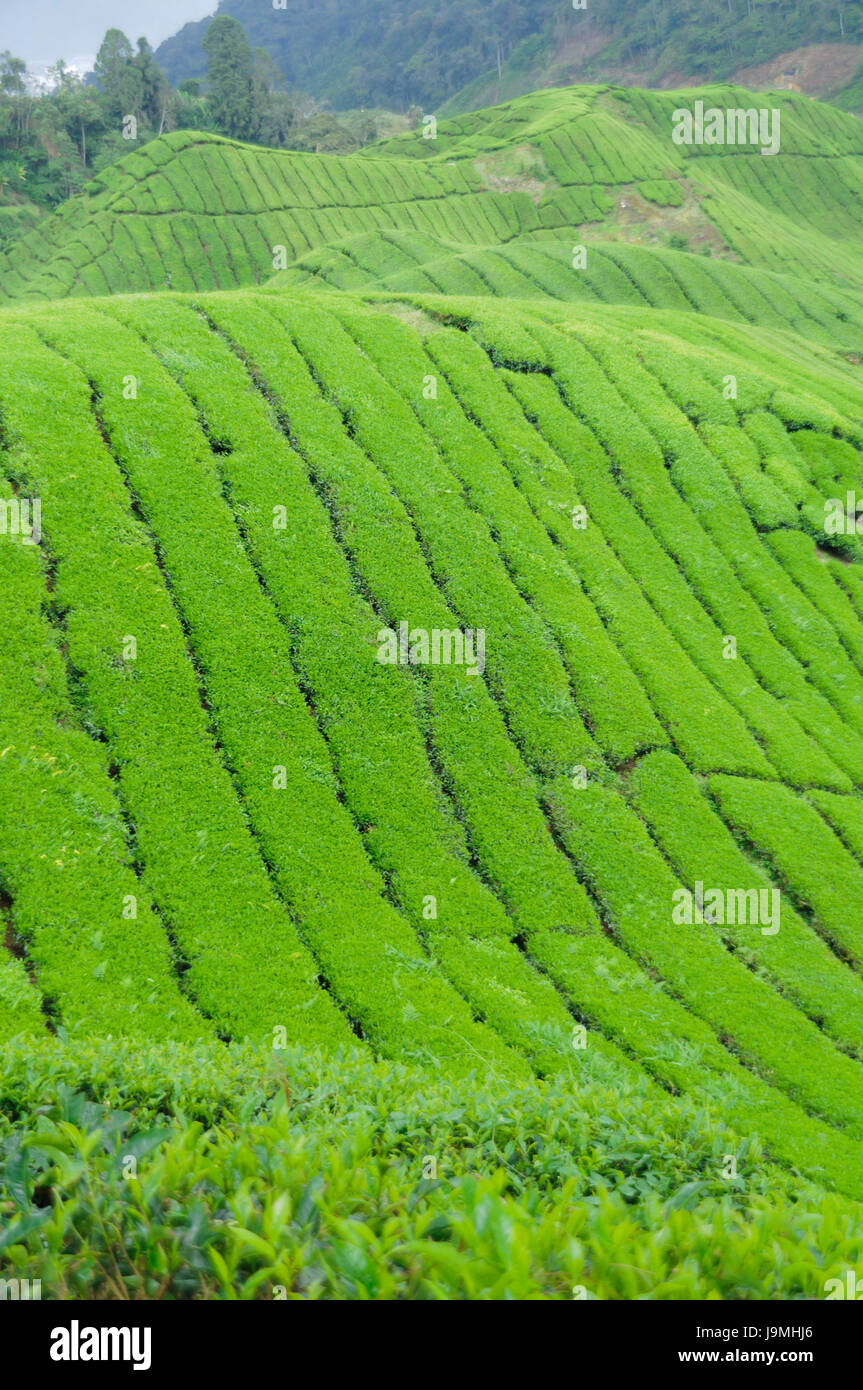tea, tea-plantation, tealeaf, plant, leaf, asia, agriculture, farming ...