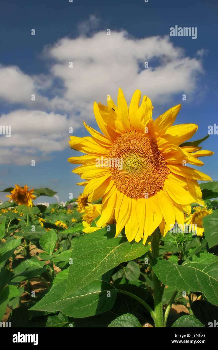 closeup, flower, plant, field, sunflower, spring, scenery, countryside ...