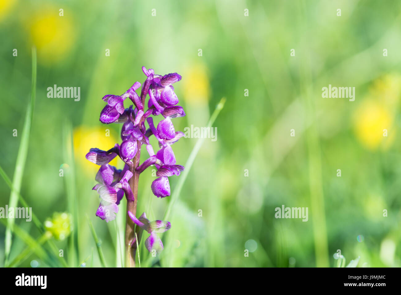 Green winged orchid - Orchis morio, in a meadow Stock Photo - Alamy