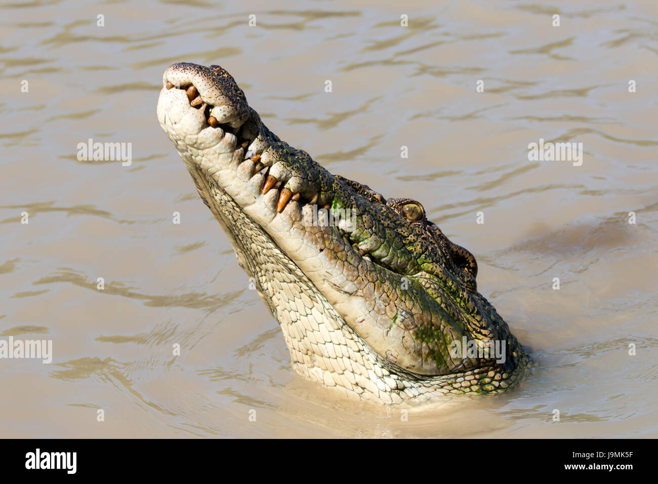danger, teeth, australia, wildlife, deadly, danger, death, teeth, wild ...