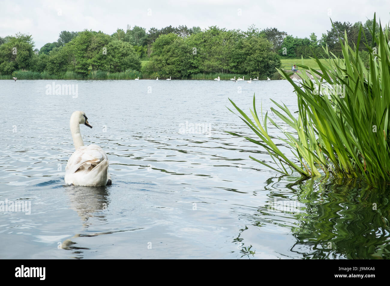 Greening,a,once,industrial,landscape,at,Sandy Water Park,Park,Llanelli ...