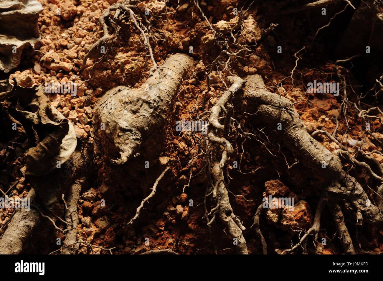 rooth for Textured background or backdrop or pattern Stock Photo - Alamy