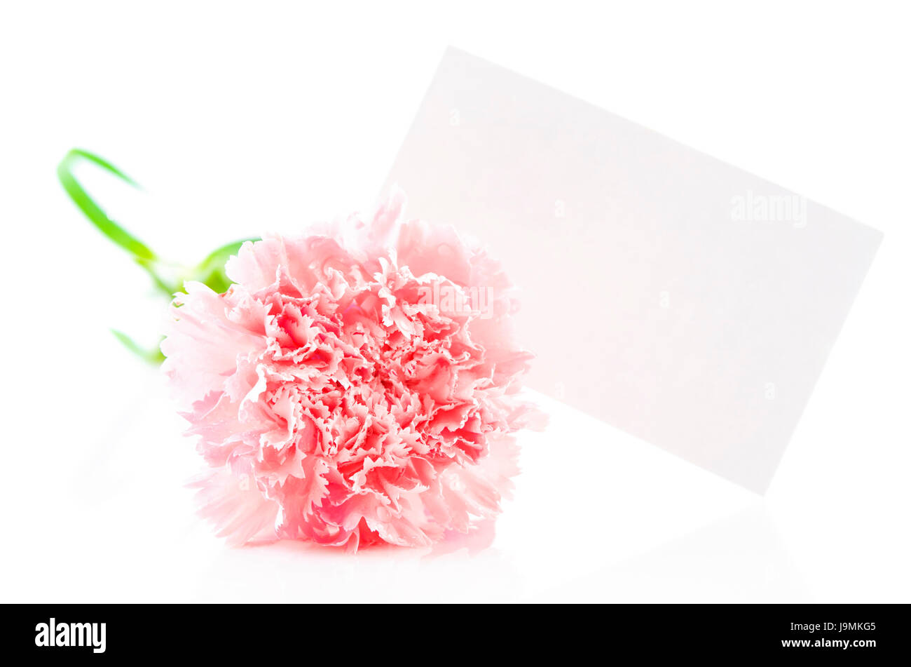 close, present, greeting, beautiful, beauteously, nice, leaf, object ...