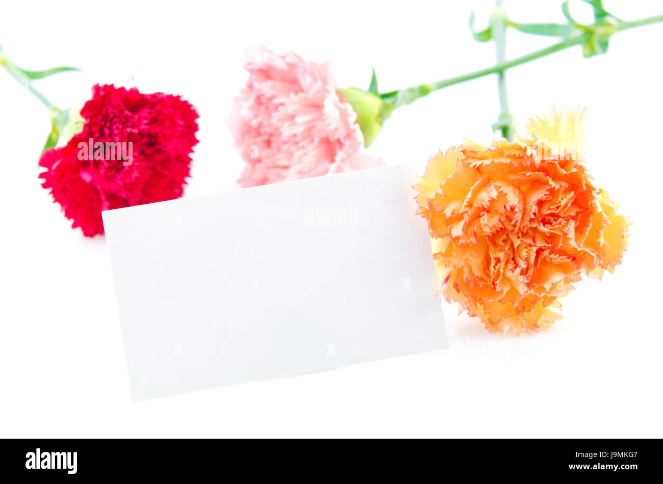 close, present, greeting, beautiful, beauteously, nice, leaf, object ...