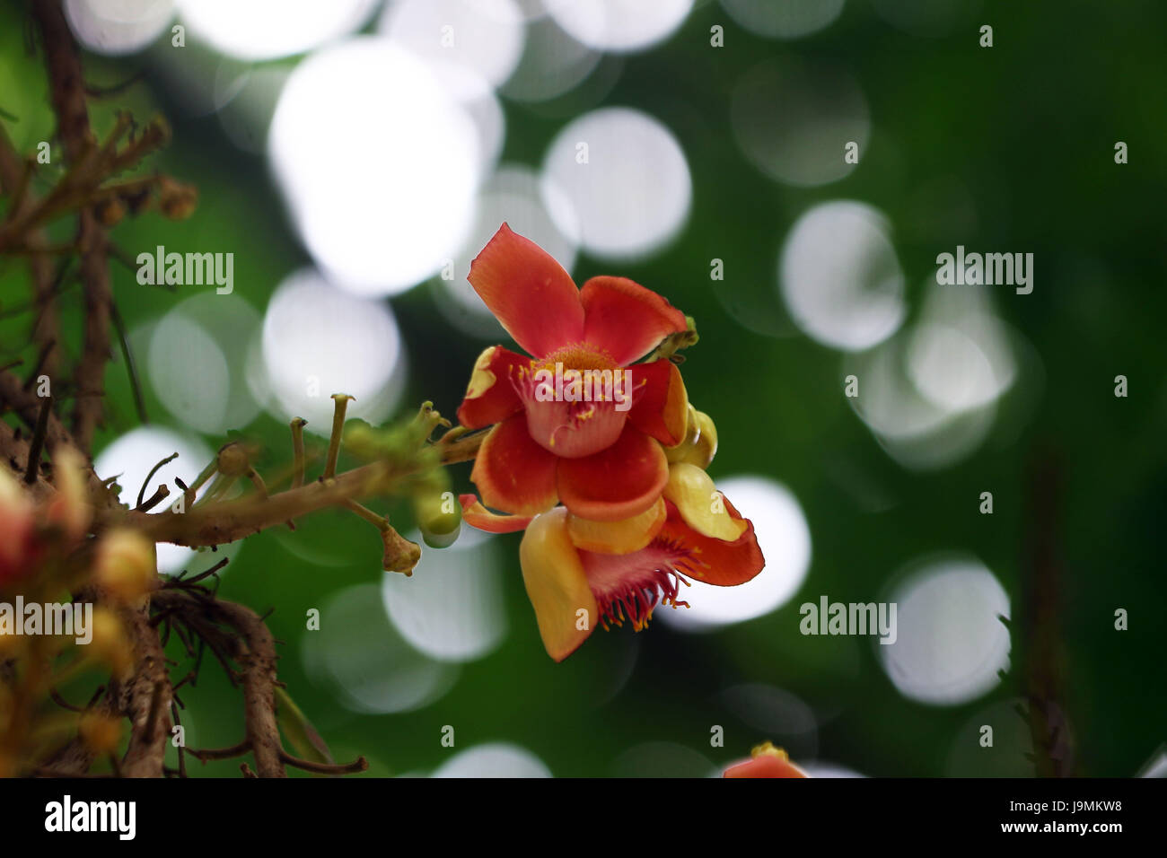 Indian flower names hi-res stock photography and images - Alamy
