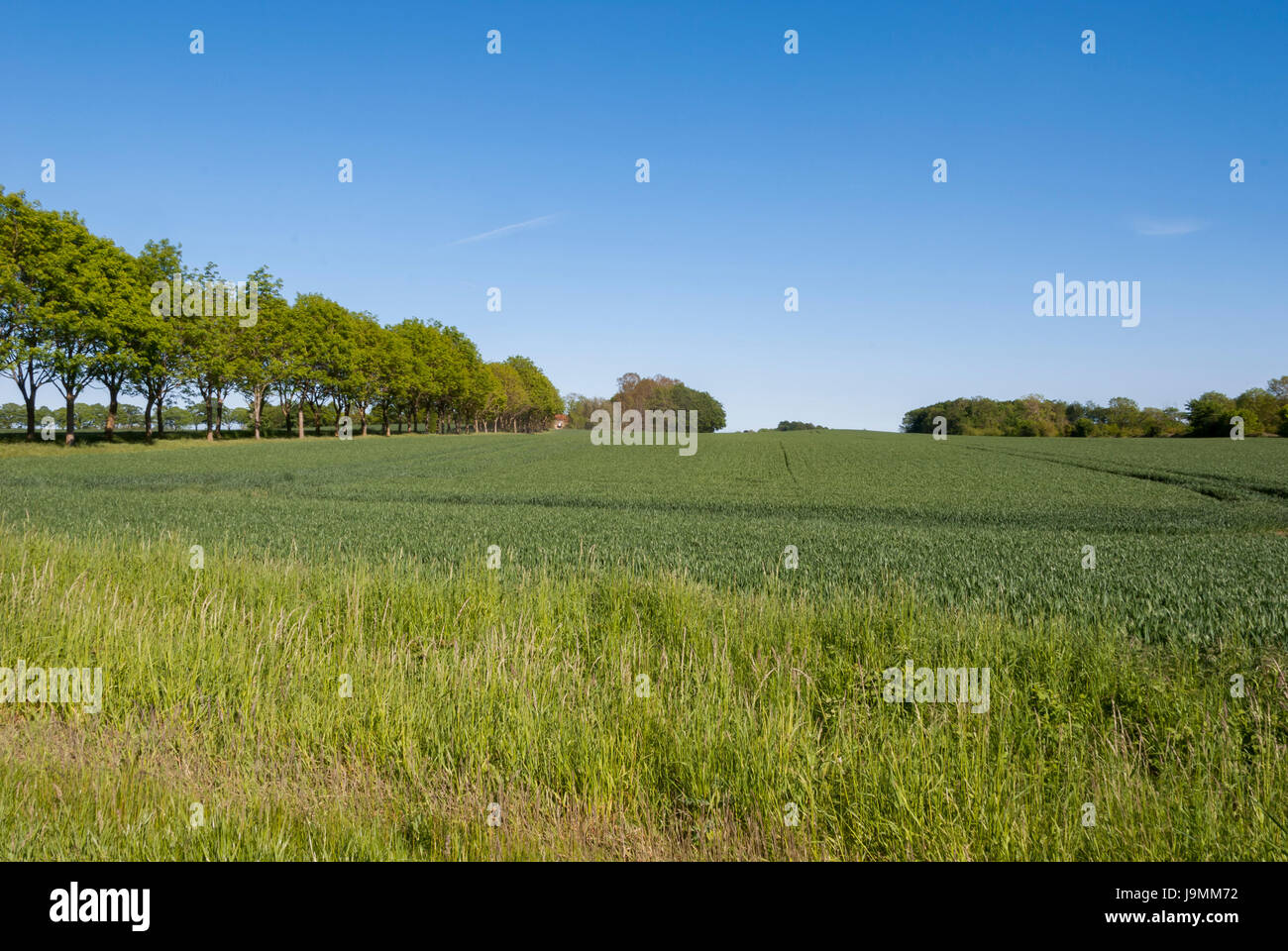 Landscape in spring in Denmark Stock Photo - Alamy
