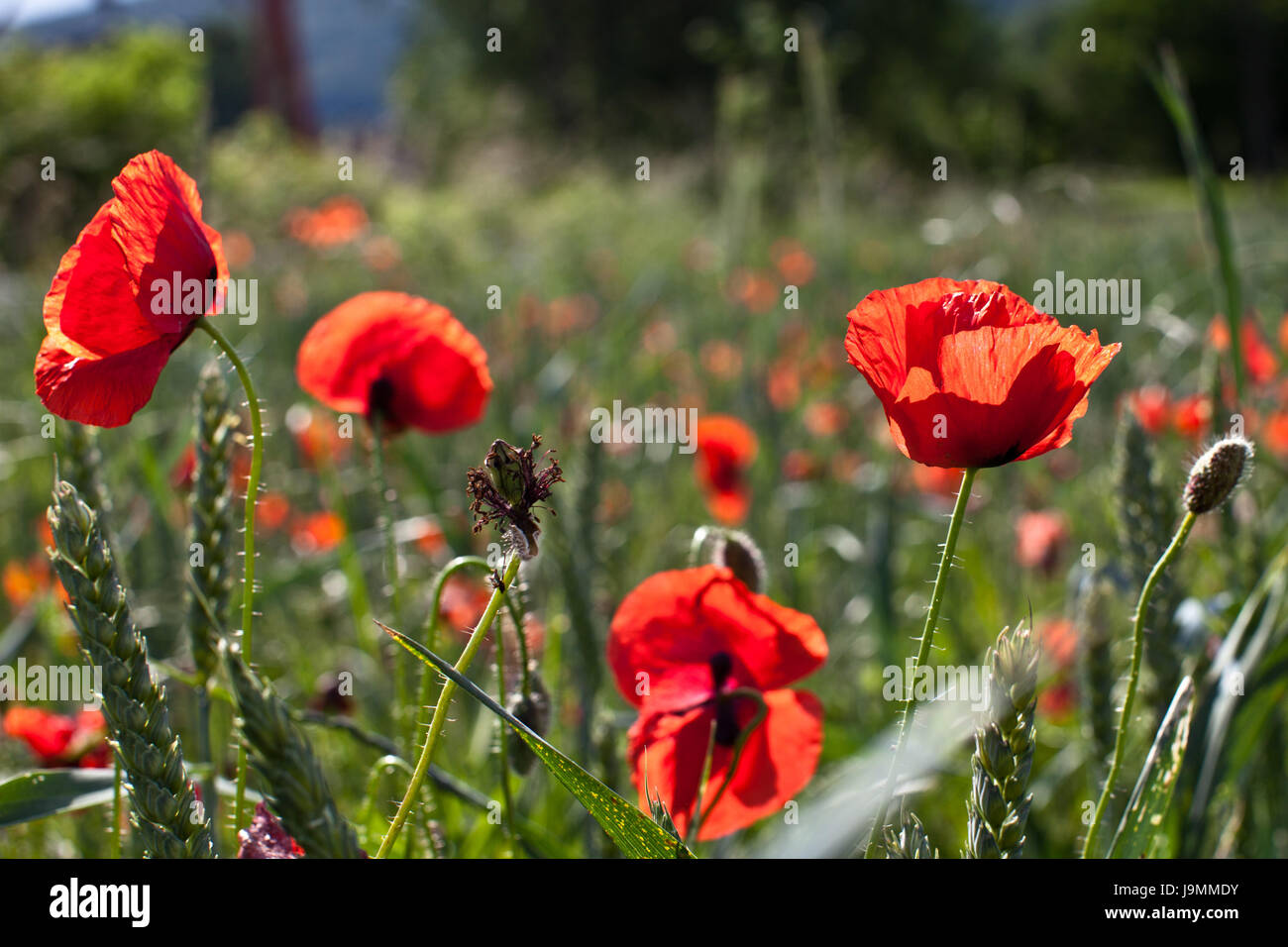 field, flower, flowers, plant, poppy, corn poppy, poppies, meadow ...