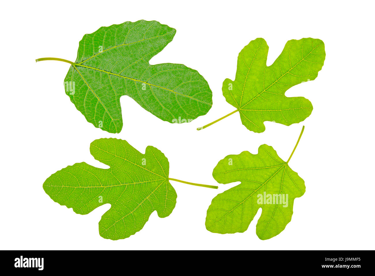 Fig leaf shape Cut Out Stock Images & Pictures - Alamy