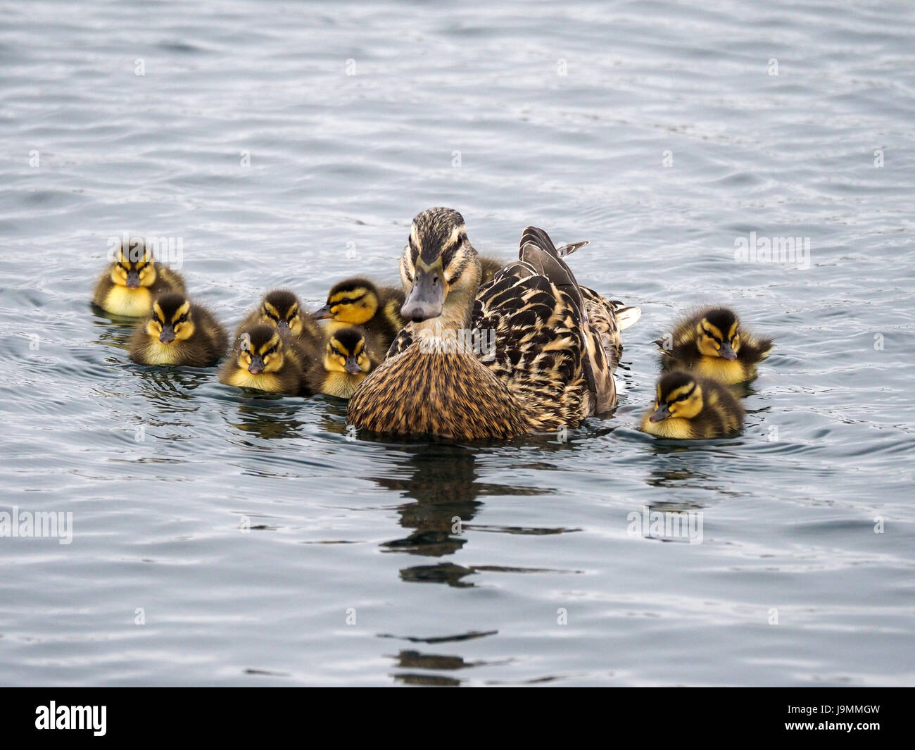 Female Duck and ducklings swimming Stock Photo - Alamy