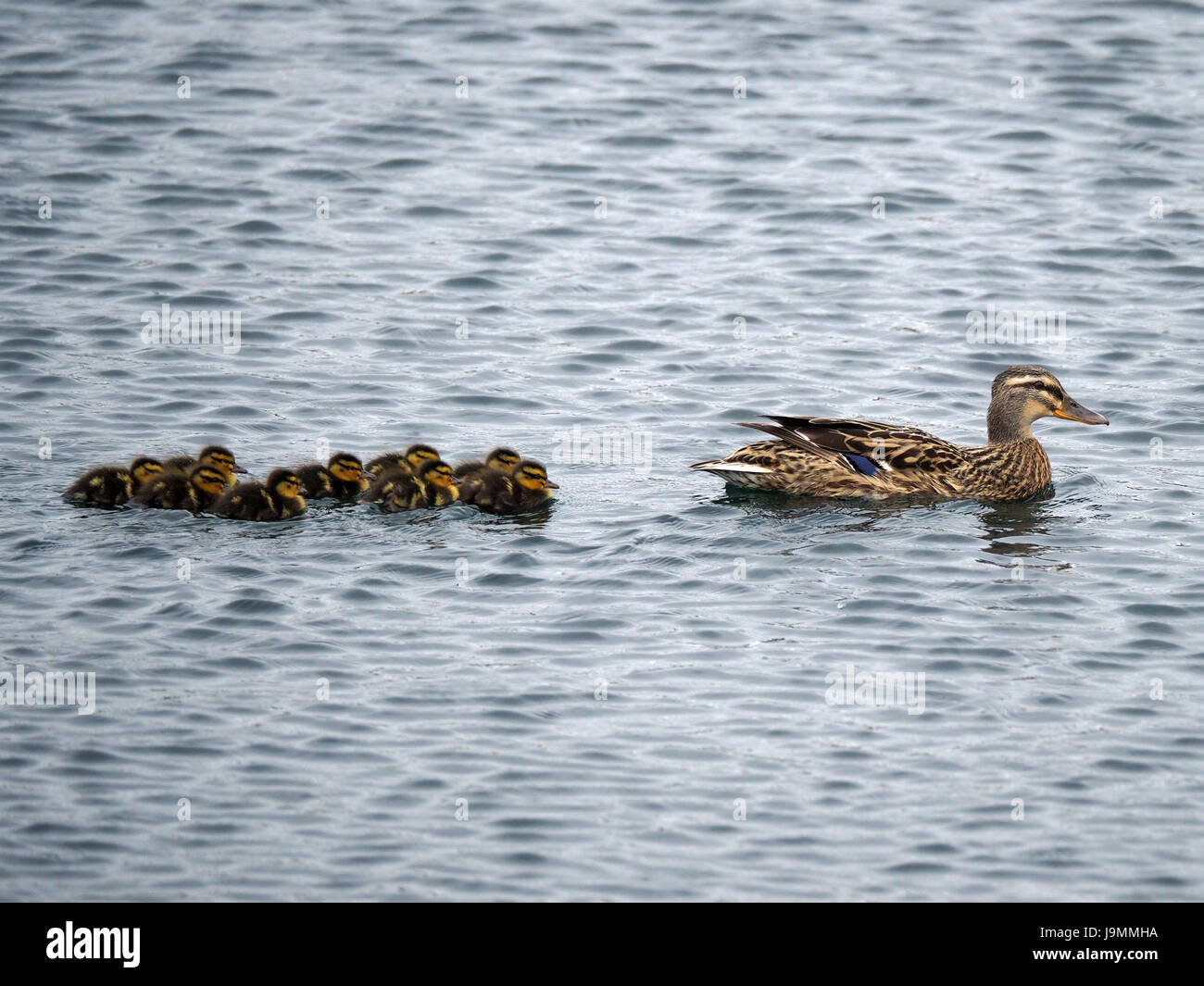 Female Duck and ducklings swimming Stock Photo - Alamy