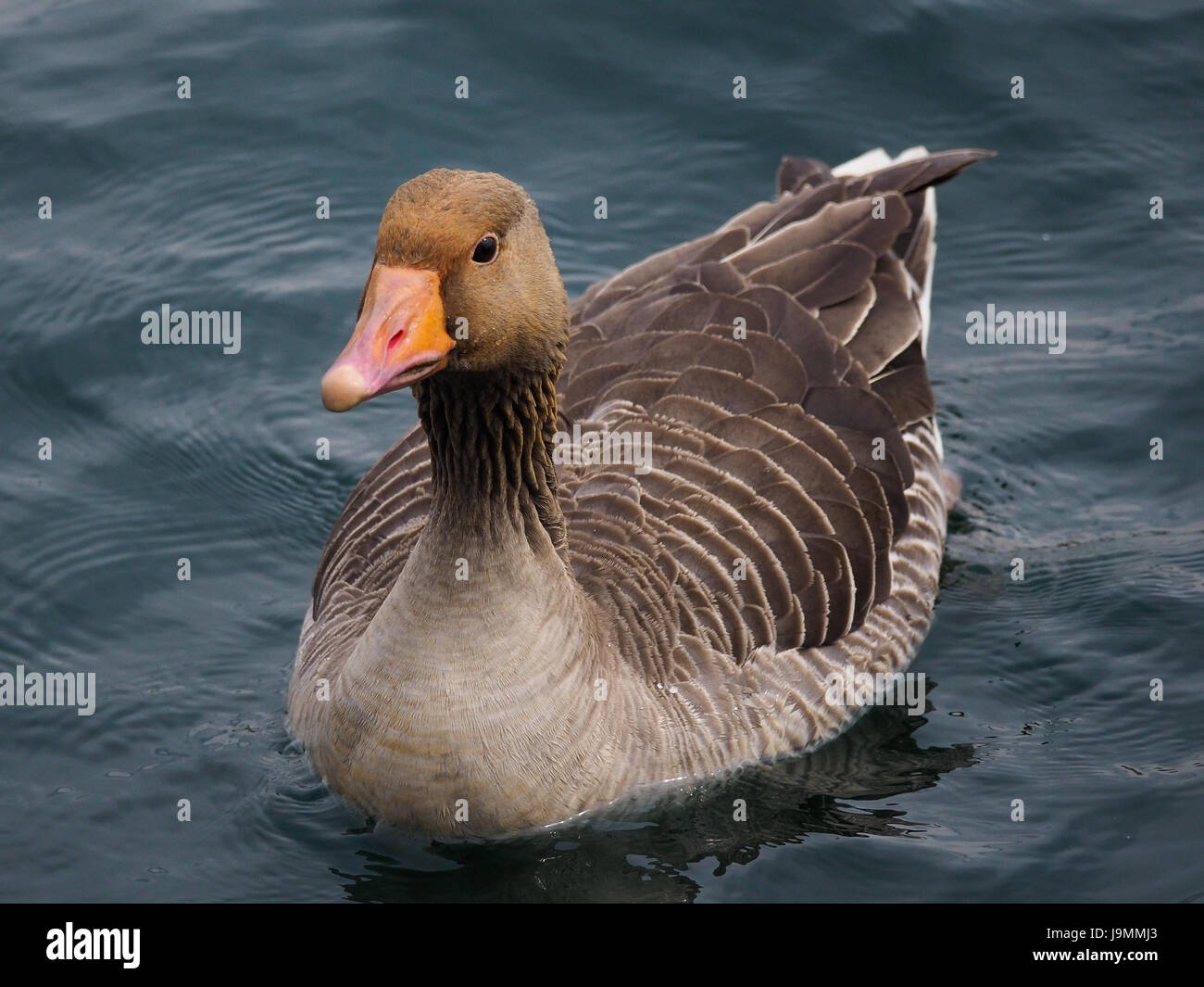 Greylag goose egg hi-res stock photography and images - Alamy