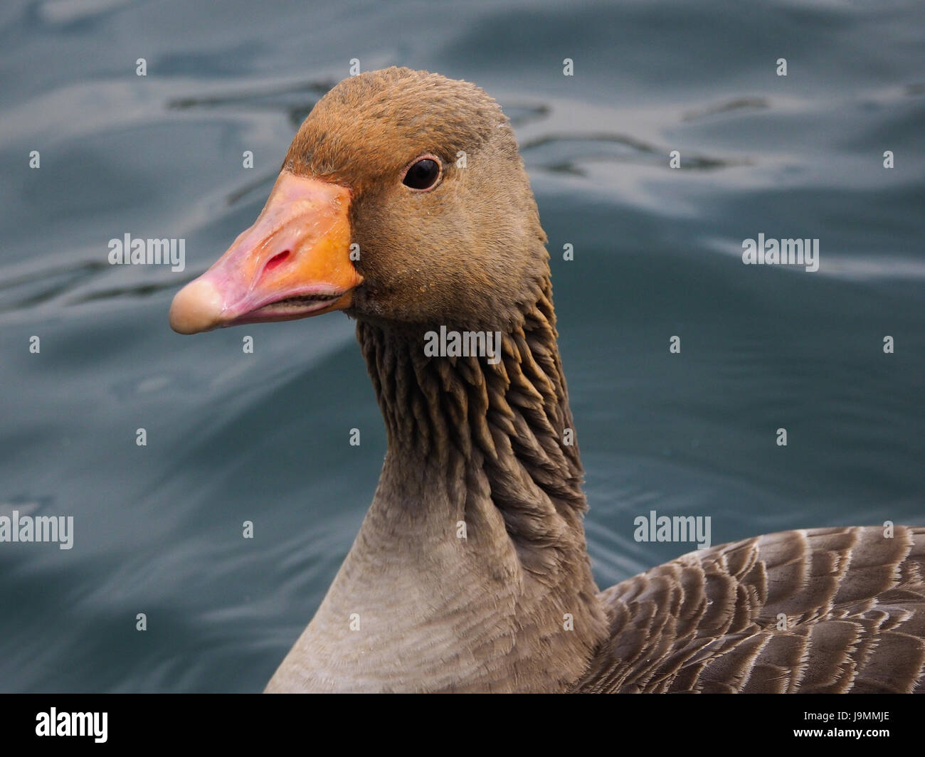 Greylag goose egg hi-res stock photography and images - Alamy