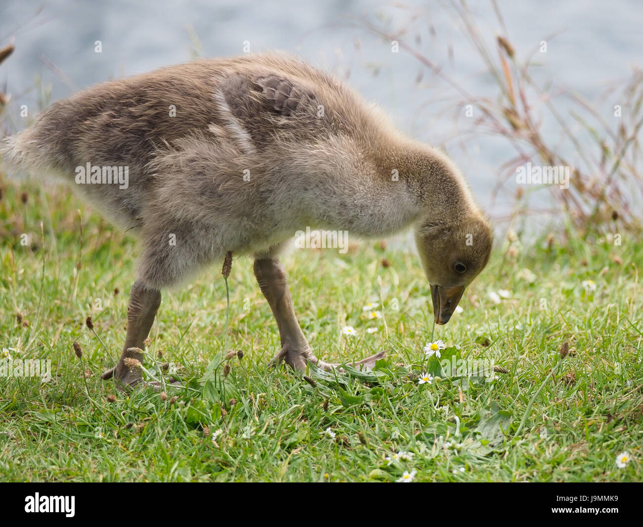 Goslings in Spring Stock Photo - Alamy