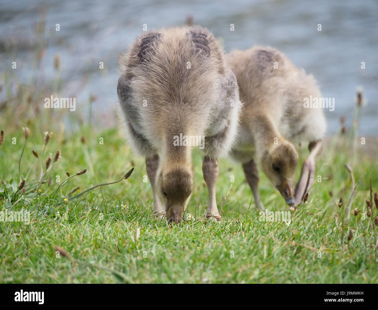 Goslings in Spring Stock Photo - Alamy