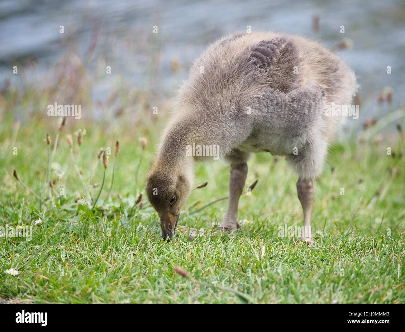Goslings in Spring Stock Photo - Alamy