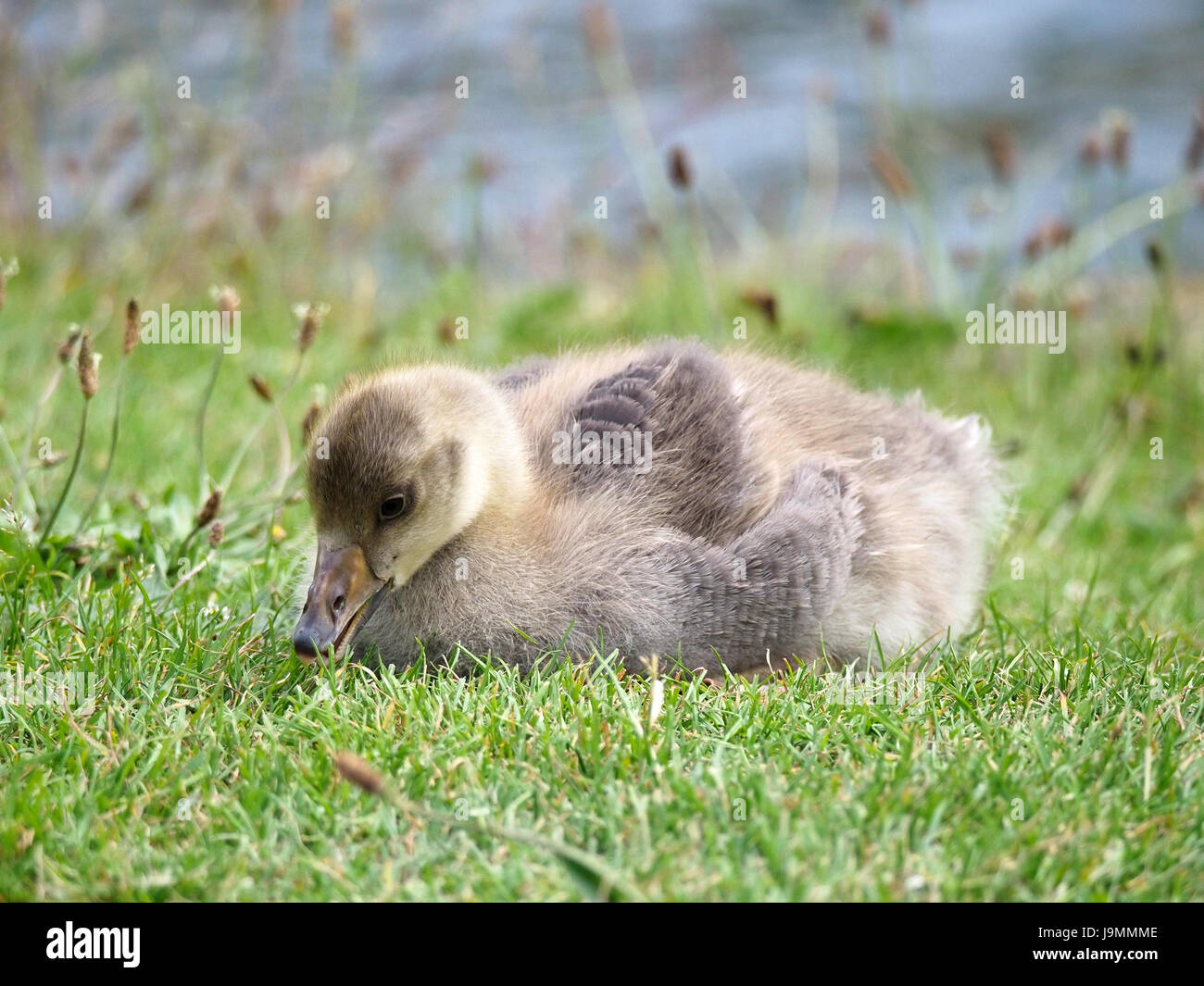 Goslings in Spring Stock Photo - Alamy