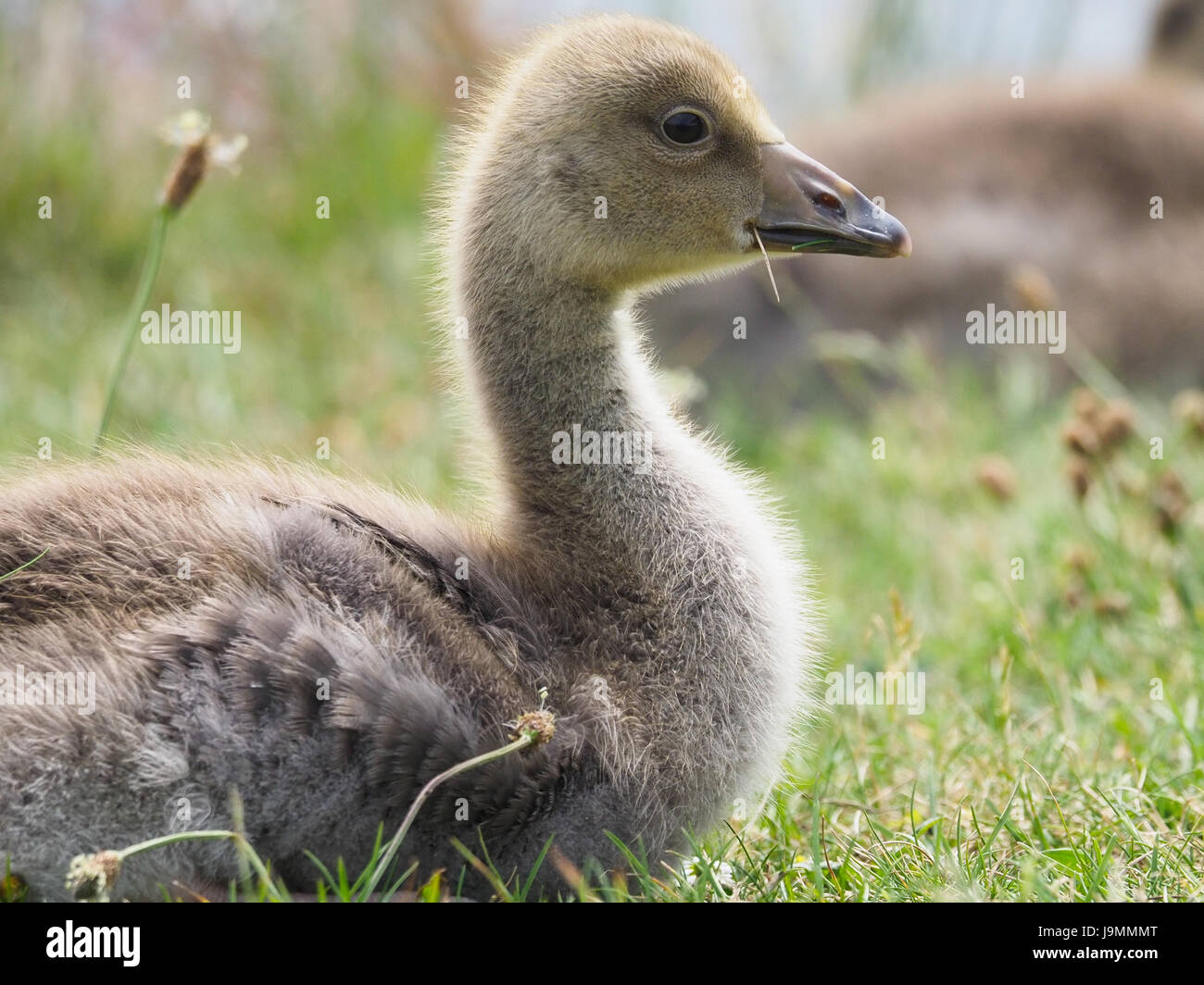Goslings in Spring Stock Photo - Alamy