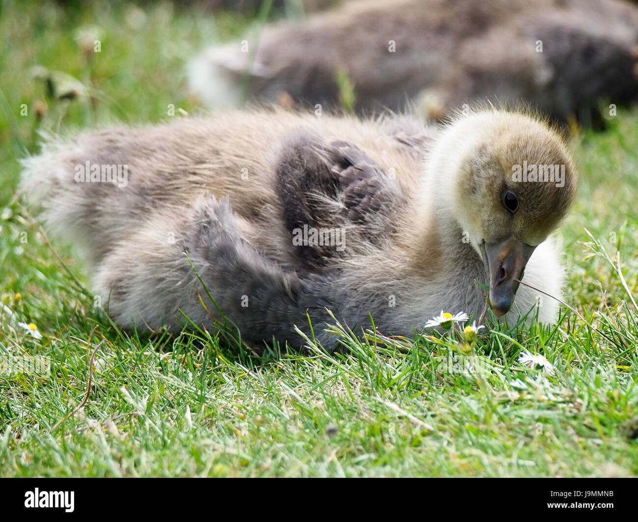 Goslings in Spring Stock Photo - Alamy