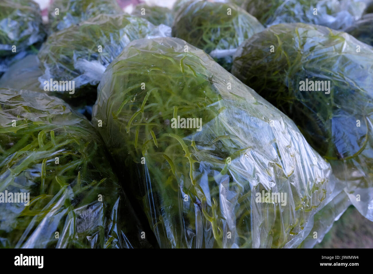 Green seaweed in plastic bags for sale in the island of Siquijor ...