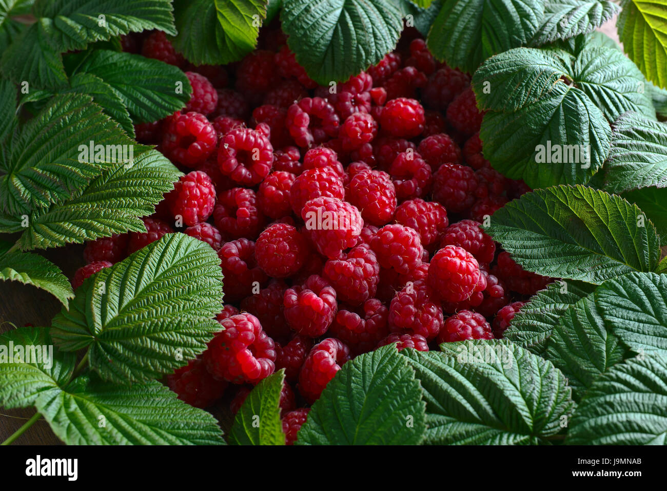 ripe red raspberries and green leaves Stock Photo - Alamy