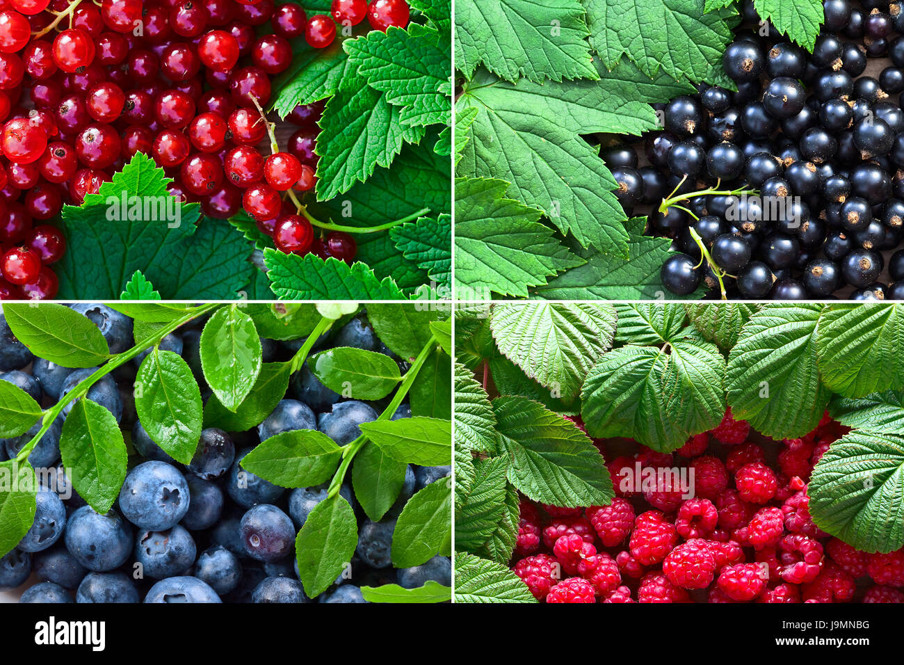 Collage of ripe juicy berries with leaves Stock Photo - Alamy