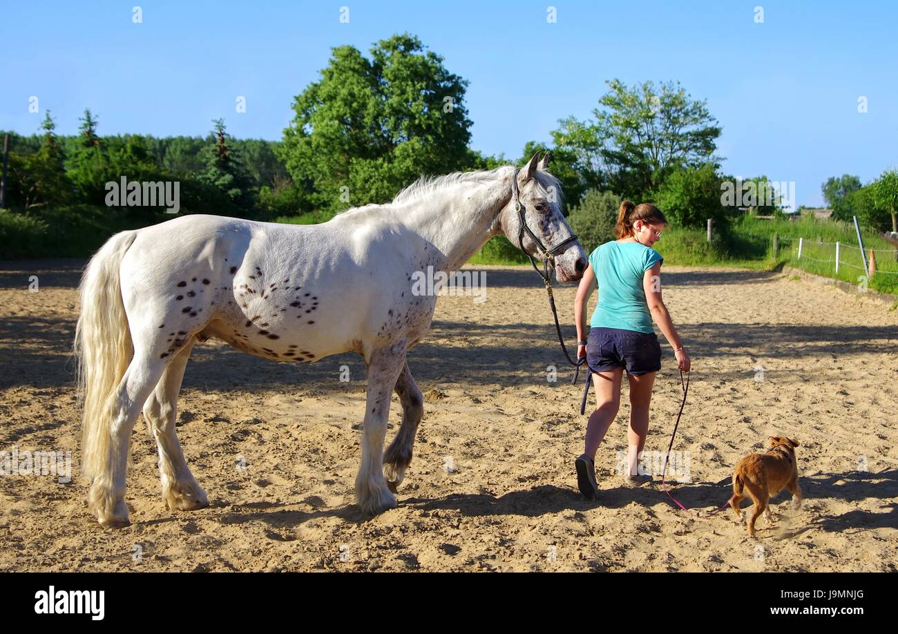 woman, friendship, ride, horse, animal, human, human being, dog ...