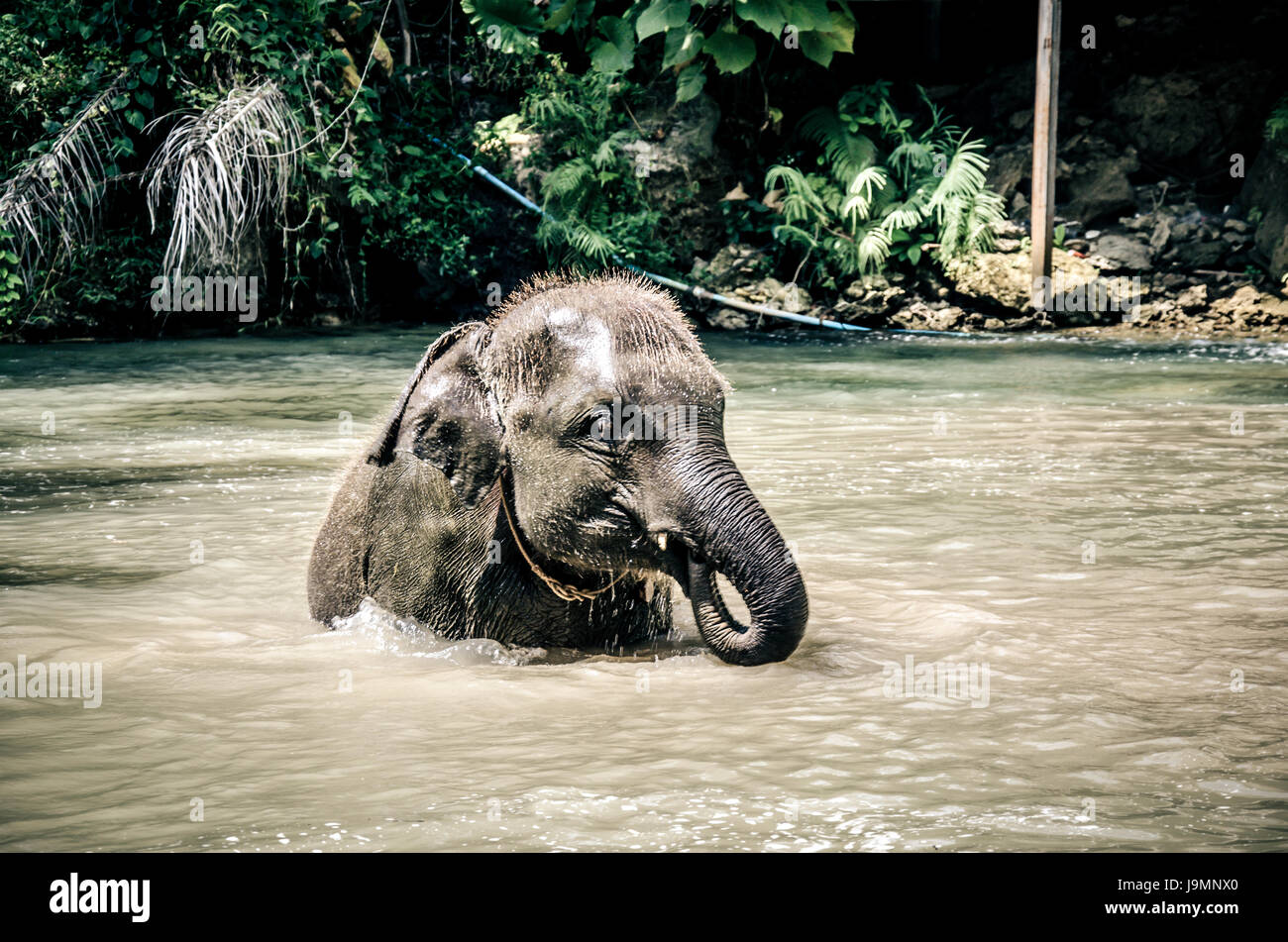 Baby elephant enjoy playing water at rivers streams Stock Photo - Alamy