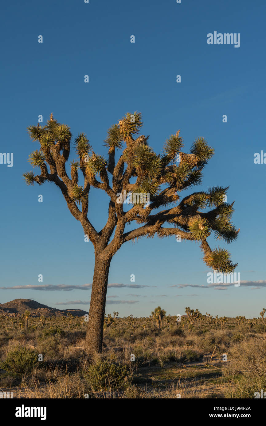 Large Joshua Tree in Afternoon Light in vast field Stock Photo - Alamy