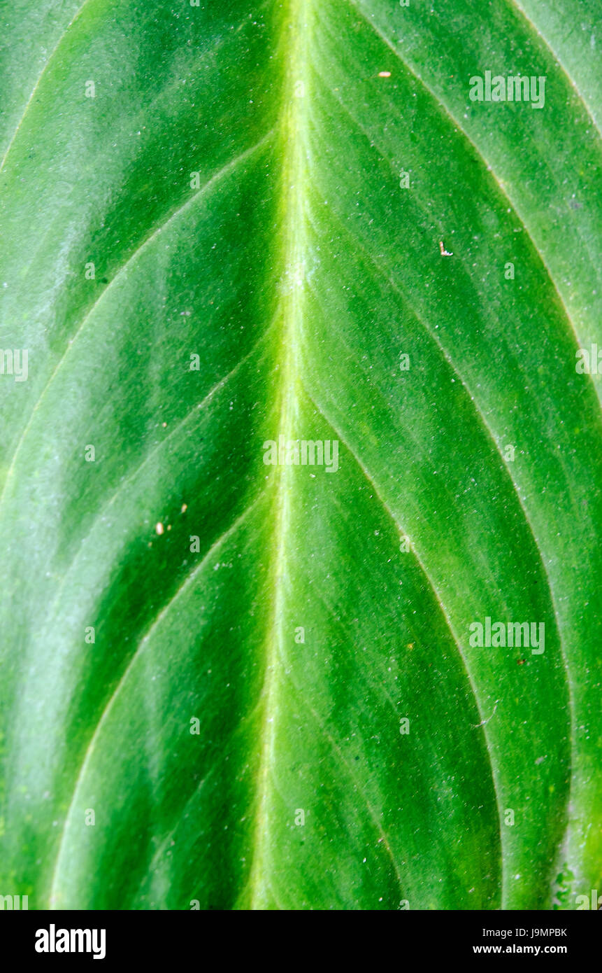 Abstract green leaf texture for background Stock Photo - Alamy