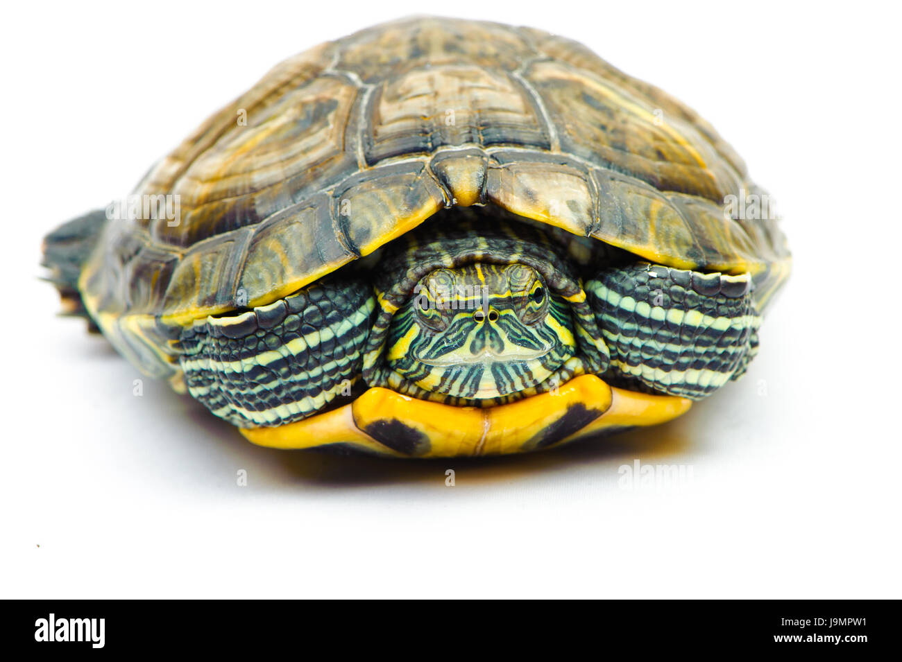 one Pond slider isolated on the white background.closeup Stock Photo ...