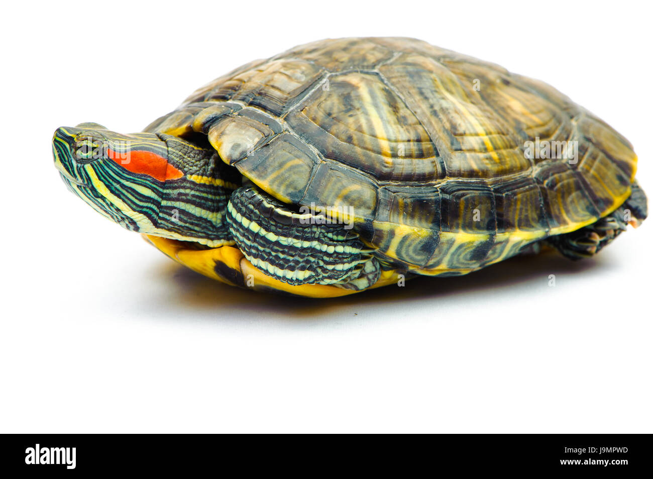 one Pond slider isolated on the white background.closeup Stock Photo ...