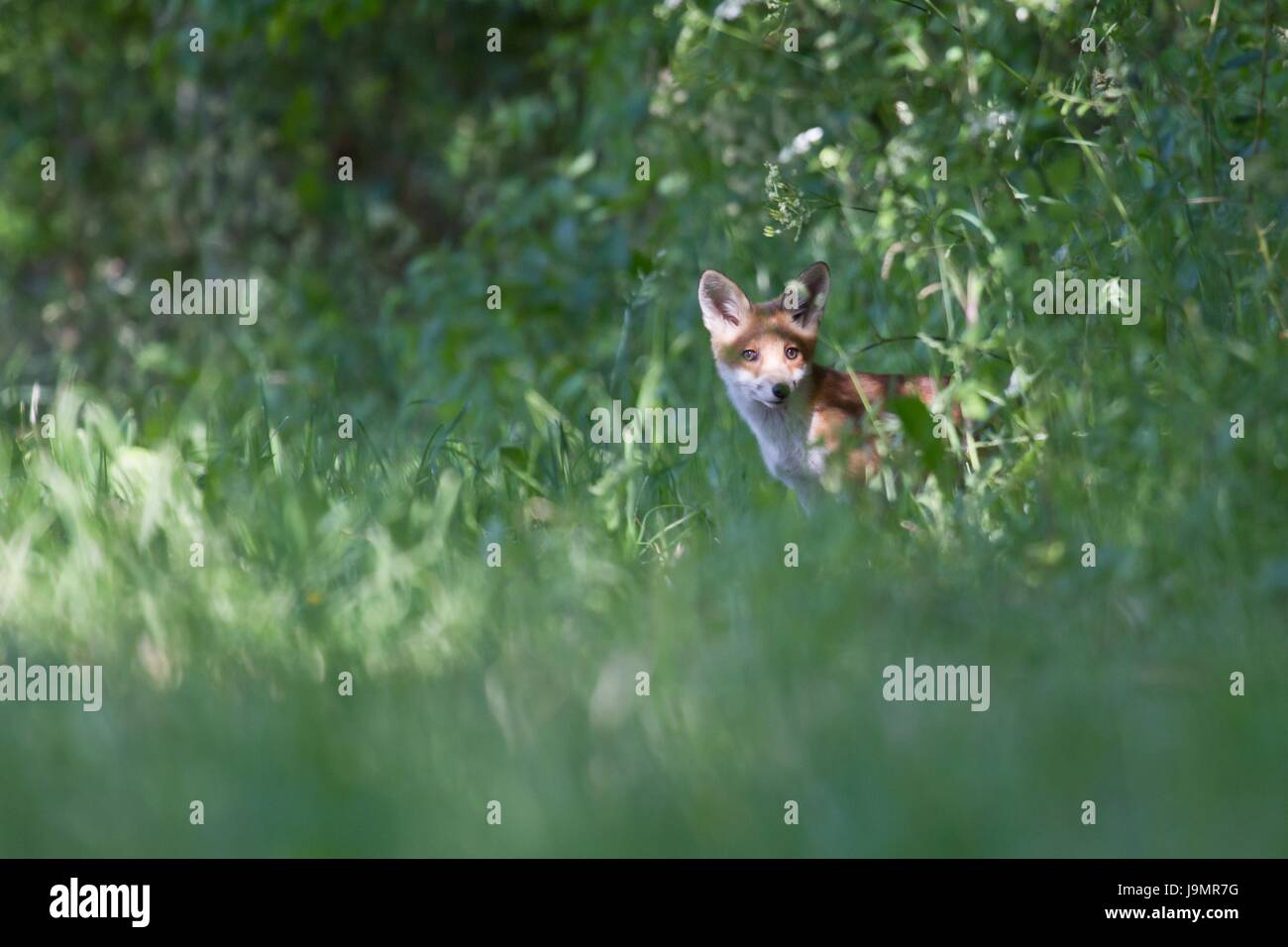 Baby deutschland europa europaeischer fleischfresser flink rotfuchs ...